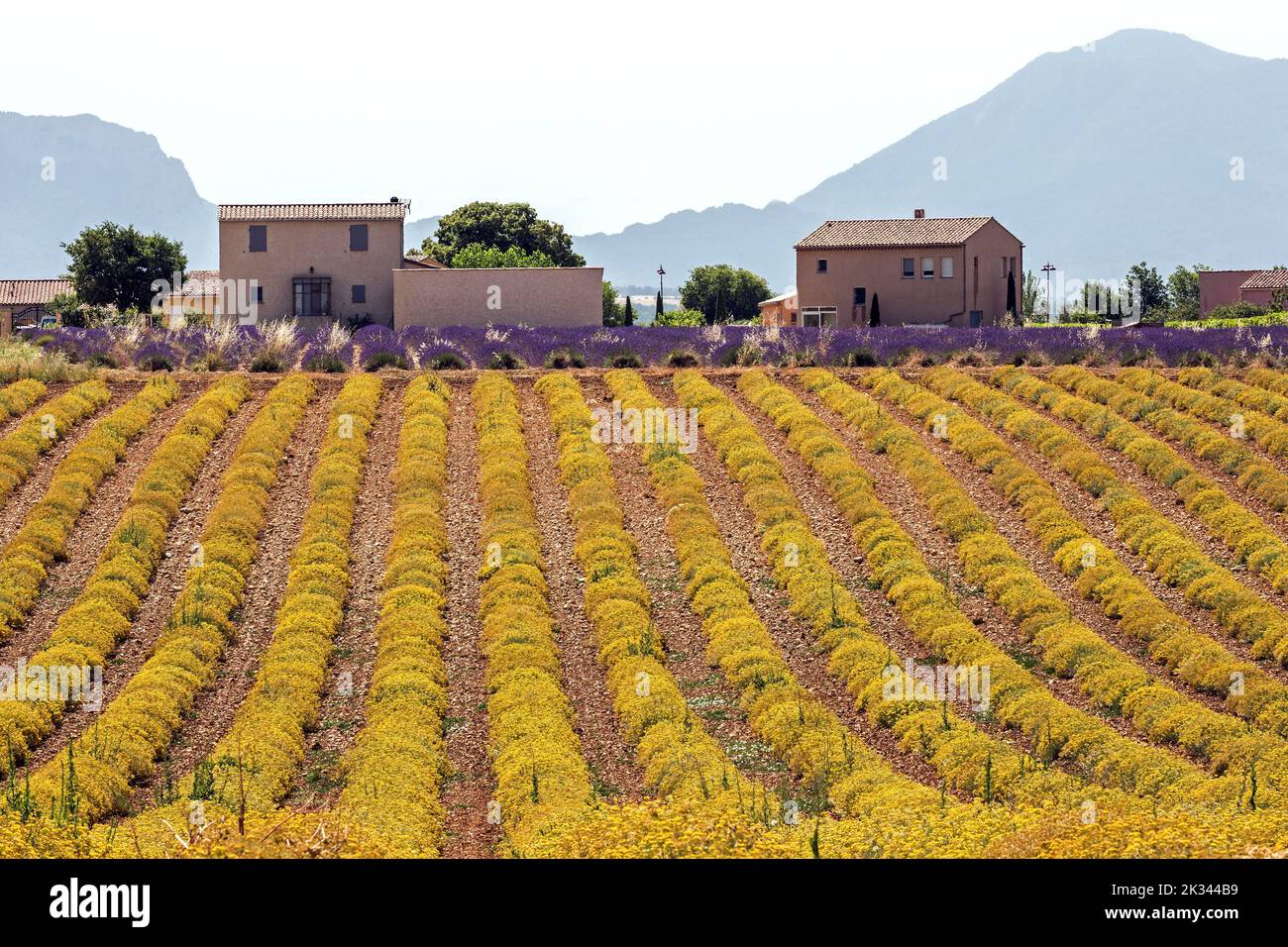 Field with yellow yarrow (Eriophyllum confertiflorum) and true common ...