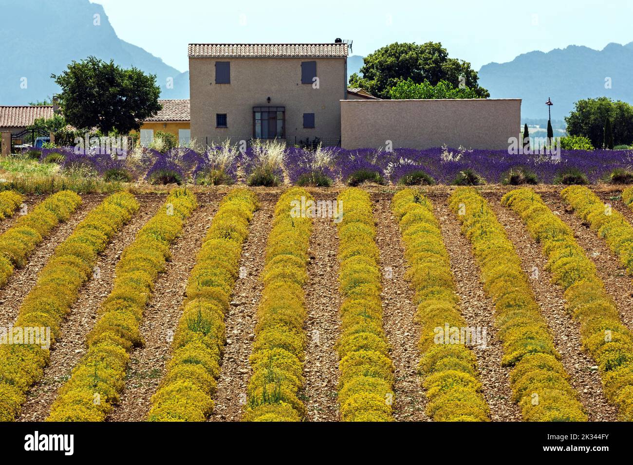 Field with yellow yarrow (Eriophyllum confertiflorum) and true common ...