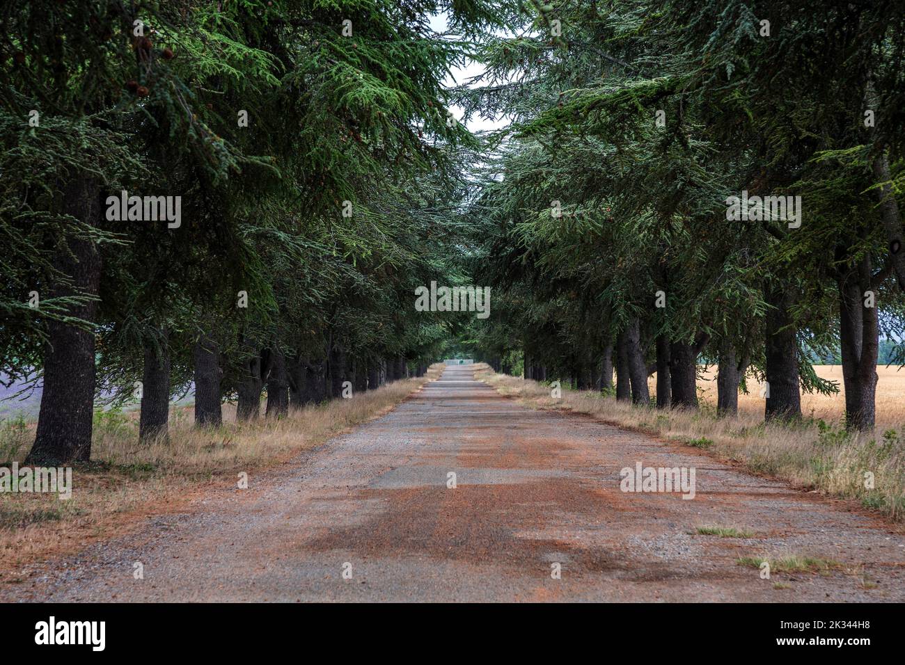 Avenue of trees with conifers, near Valensole, Provence, Provence-Alpes ...