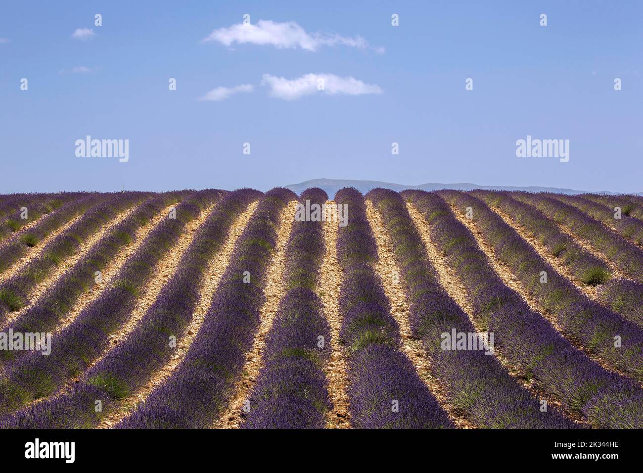 Lavender field, flowering true lavender (Lavandula angustifolia), near ...