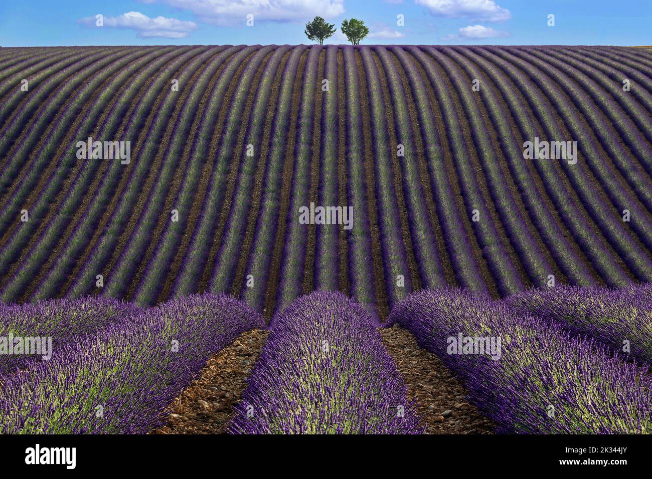 Two trees in an undulating lavender field, flowering true lavender ...