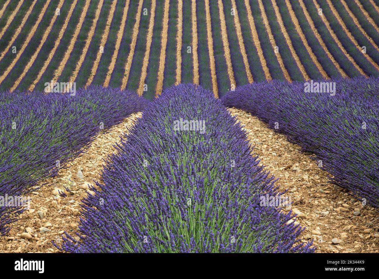 Wavy lavender field, flowering true lavender (Lavandula angustifolia ...