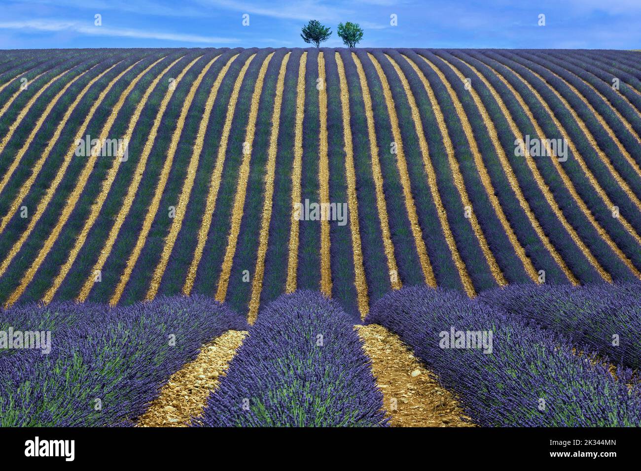 Two trees in an undulating lavender field, flowering true lavender ...