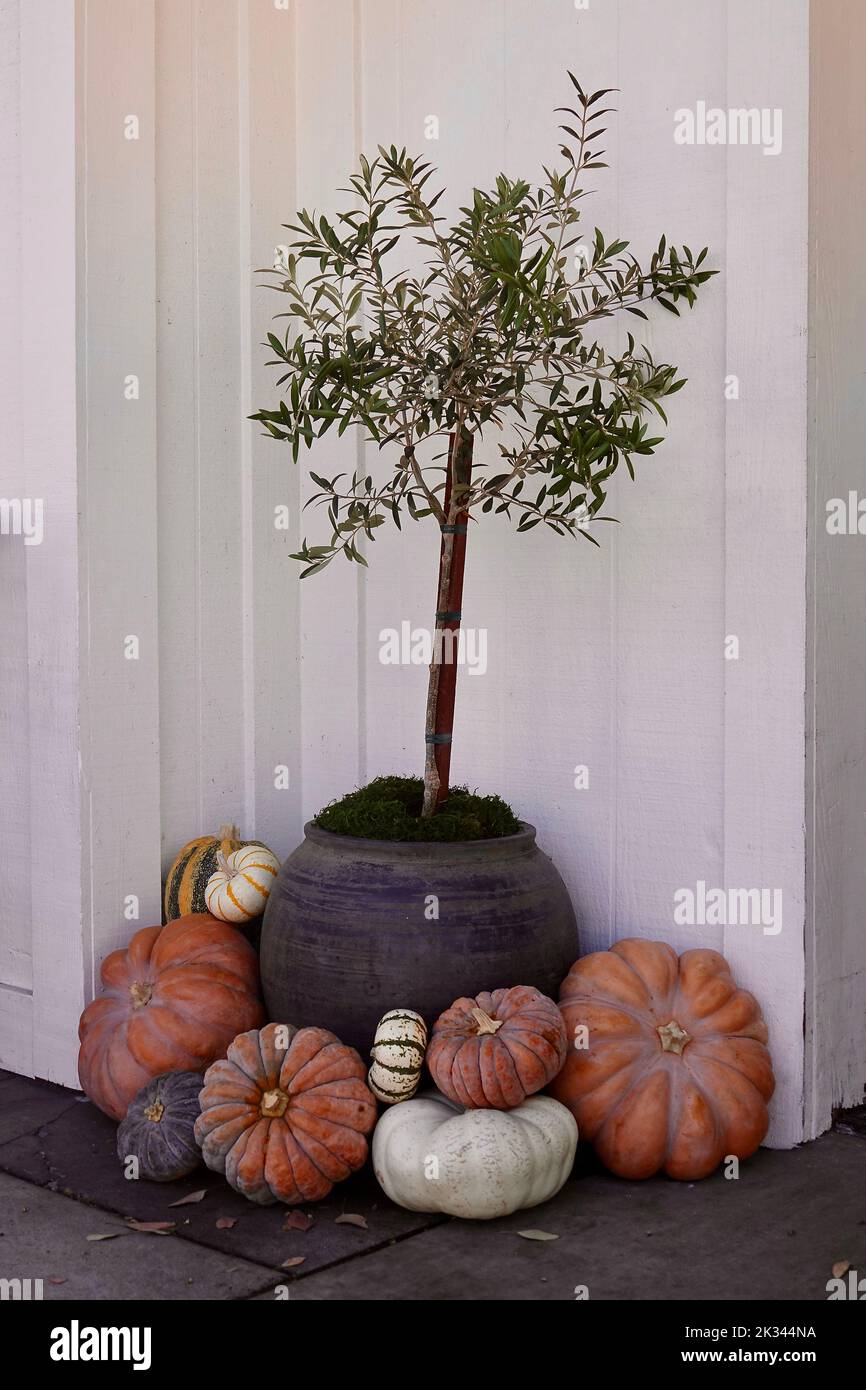 Potted olive tree hi-res stock photography and images - Alamy
