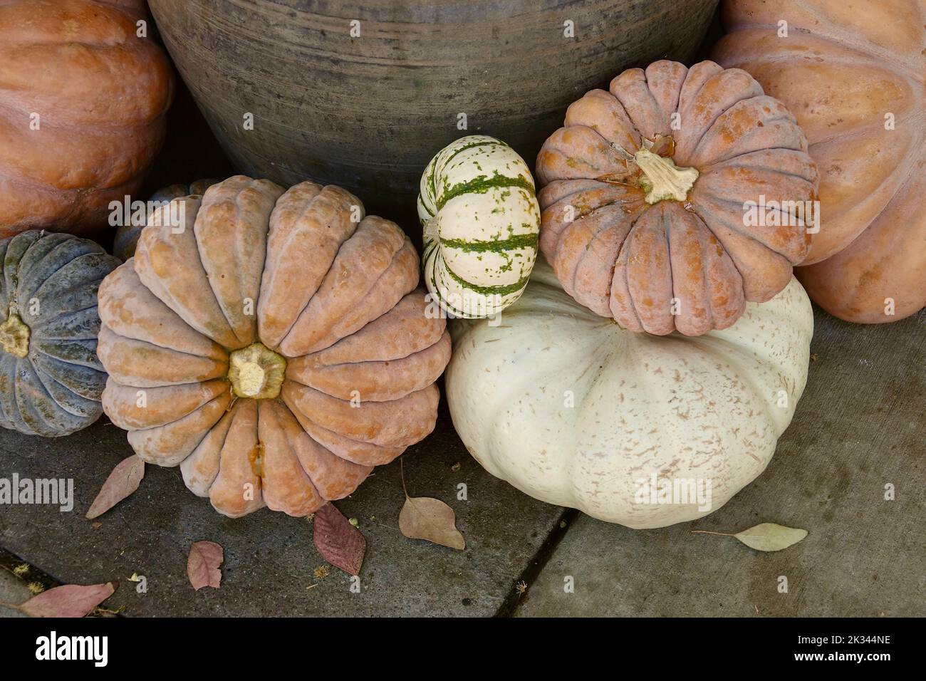 arrangement of mini pumpkins, gourds and squash Stock Photo - Alamy