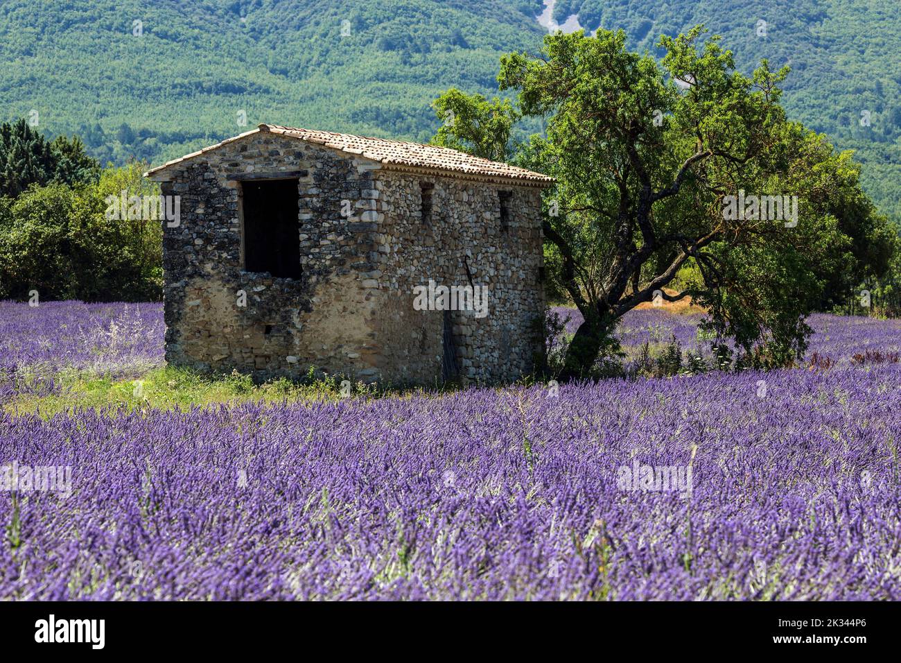 Old stone house with tree in lavender field, flowering true lavender ...