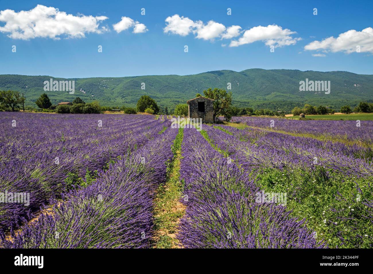 Old stone house with tree in lavender field, flowering true lavender ...