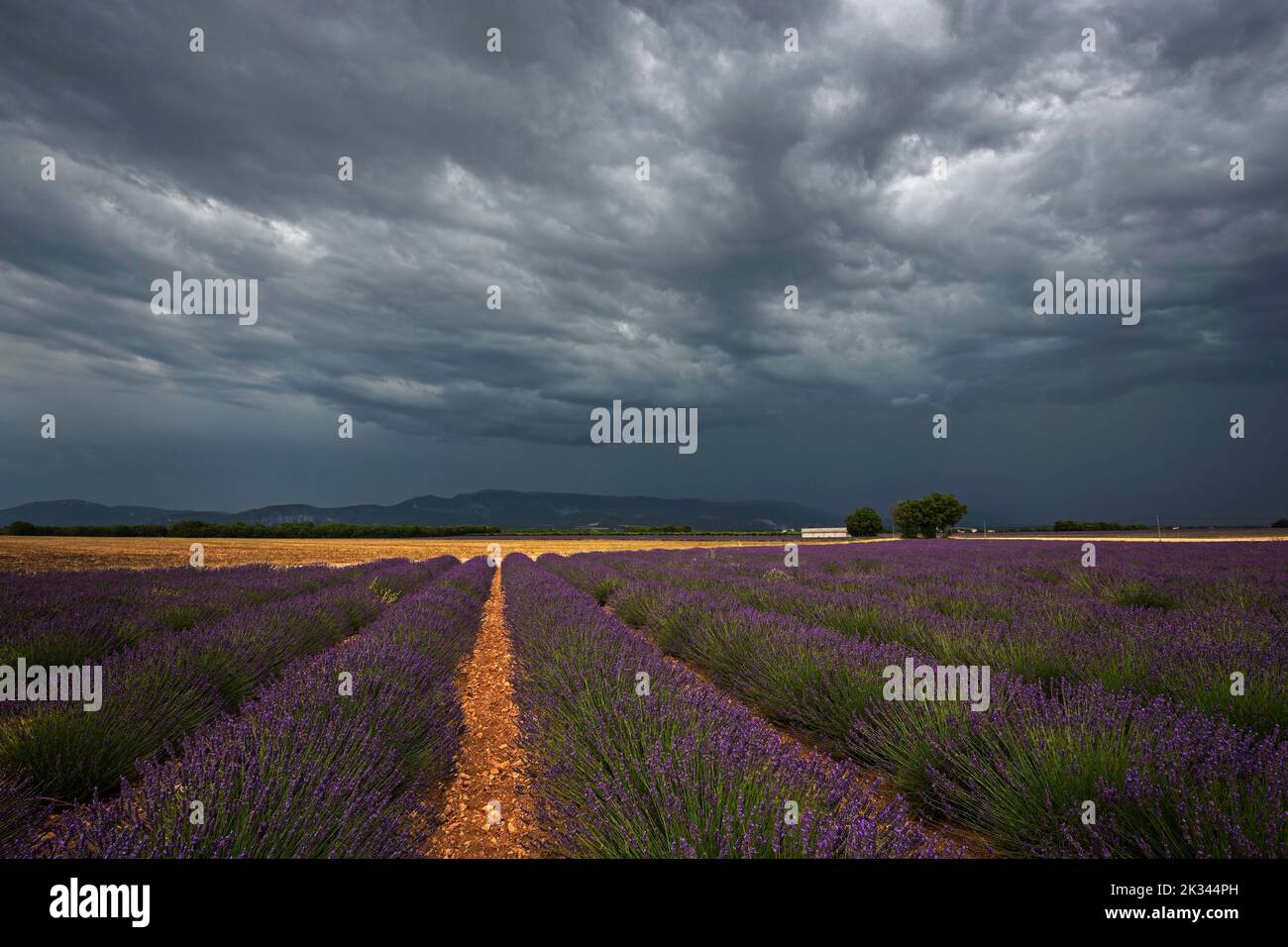 Real lavender lavandula angustifolia hi-res stock photography and ...