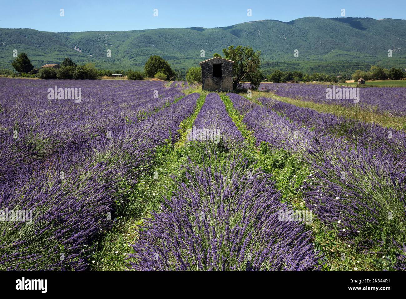 Old stone house with tree in lavender field, flowering true lavender ...
