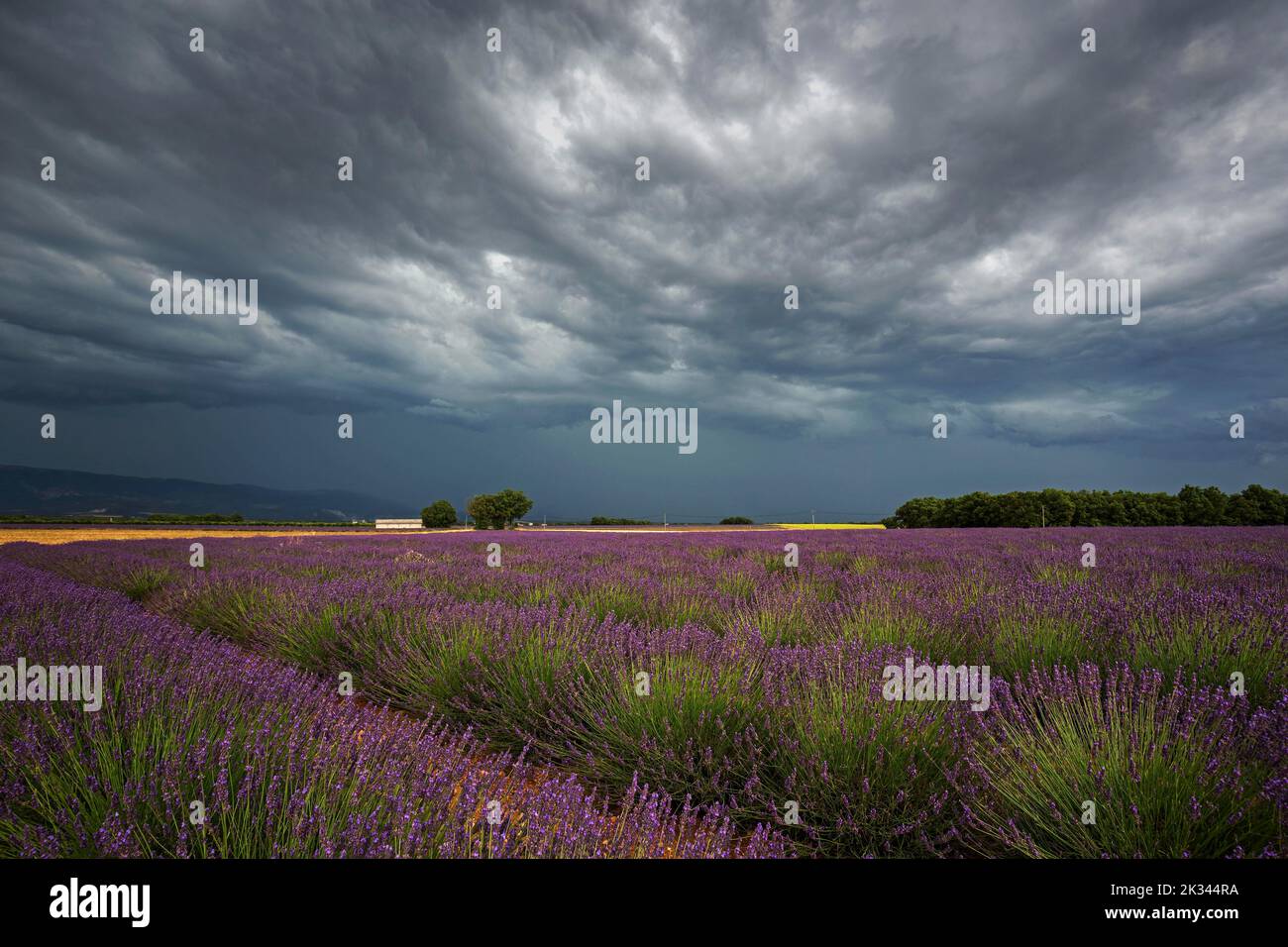 Real lavender lavandula angustifolia hi-res stock photography and ...