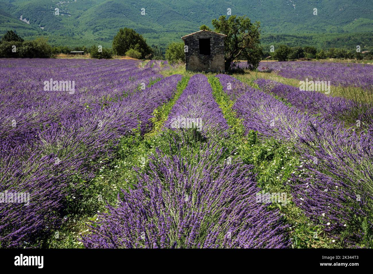 Old stone house with tree in lavender field, flowering true lavender ...