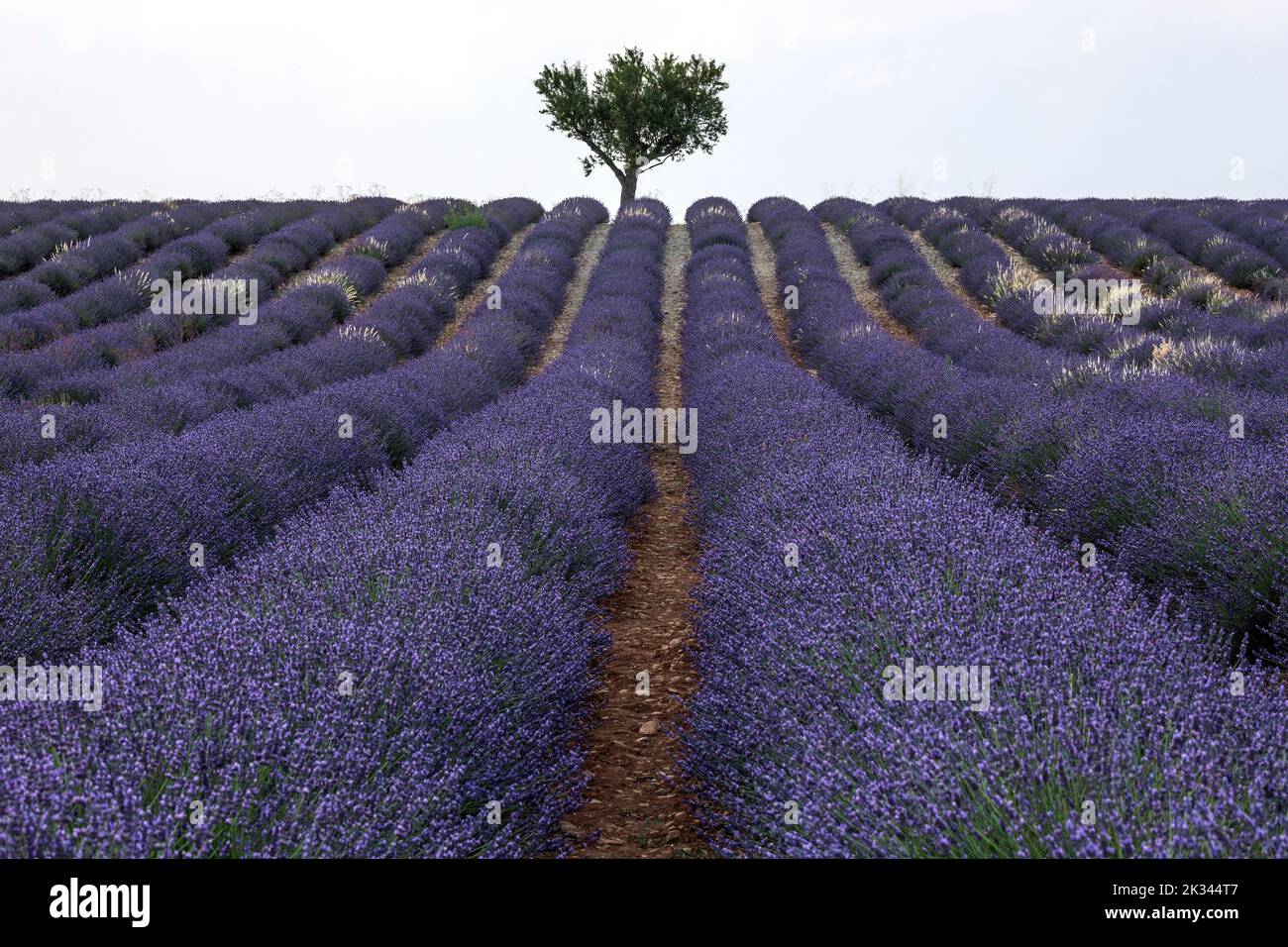 Tree in a lavender field, flowering true lavender (Lavandula ...