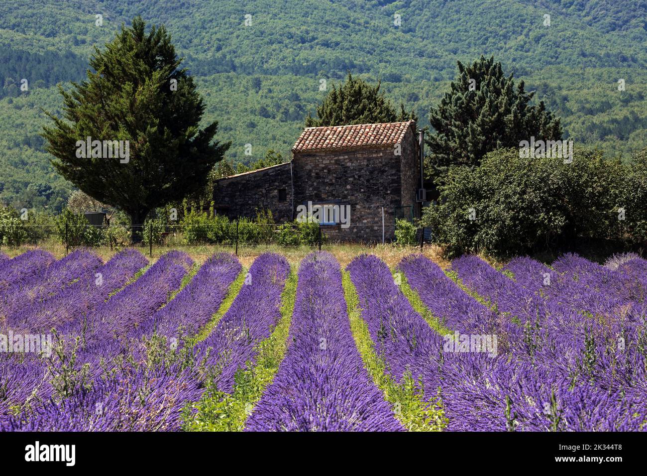 Old stone house with tree in lavender field, flowering true lavender ...