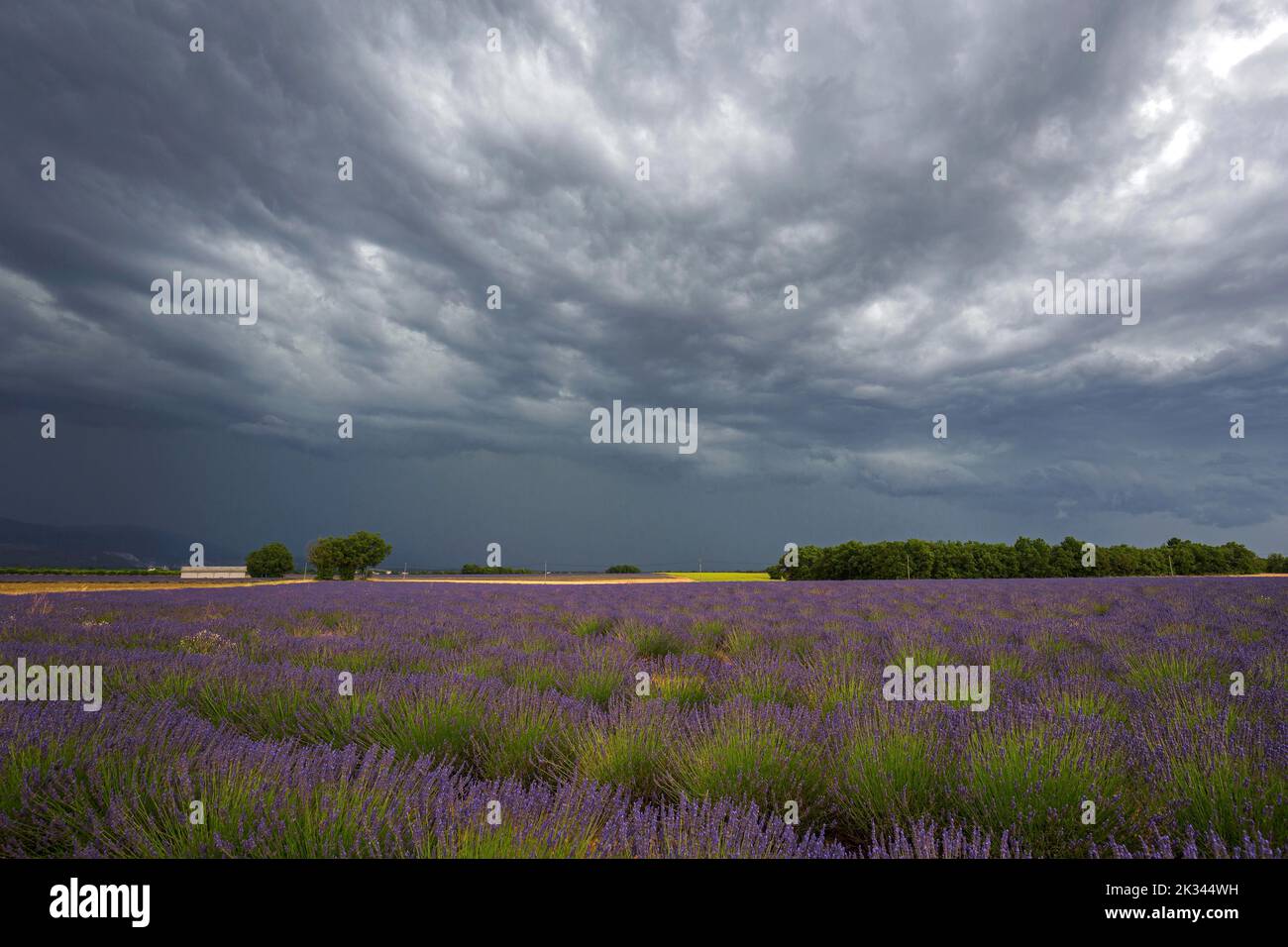Lavender (Lavandula angustifolia) field, flowering real lavender ...