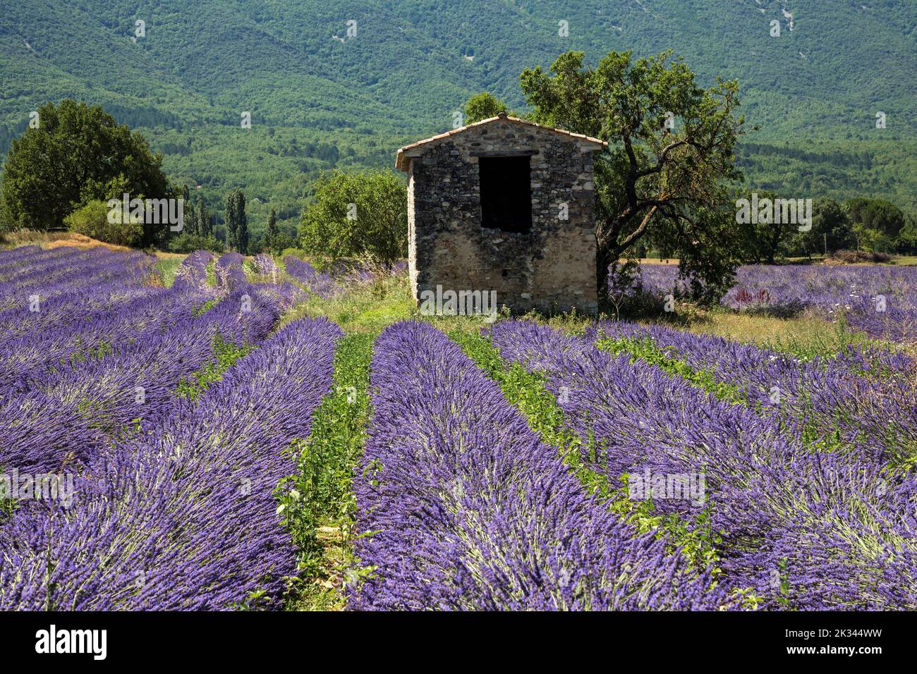 Old stone house with tree in lavender field, flowering true lavender ...