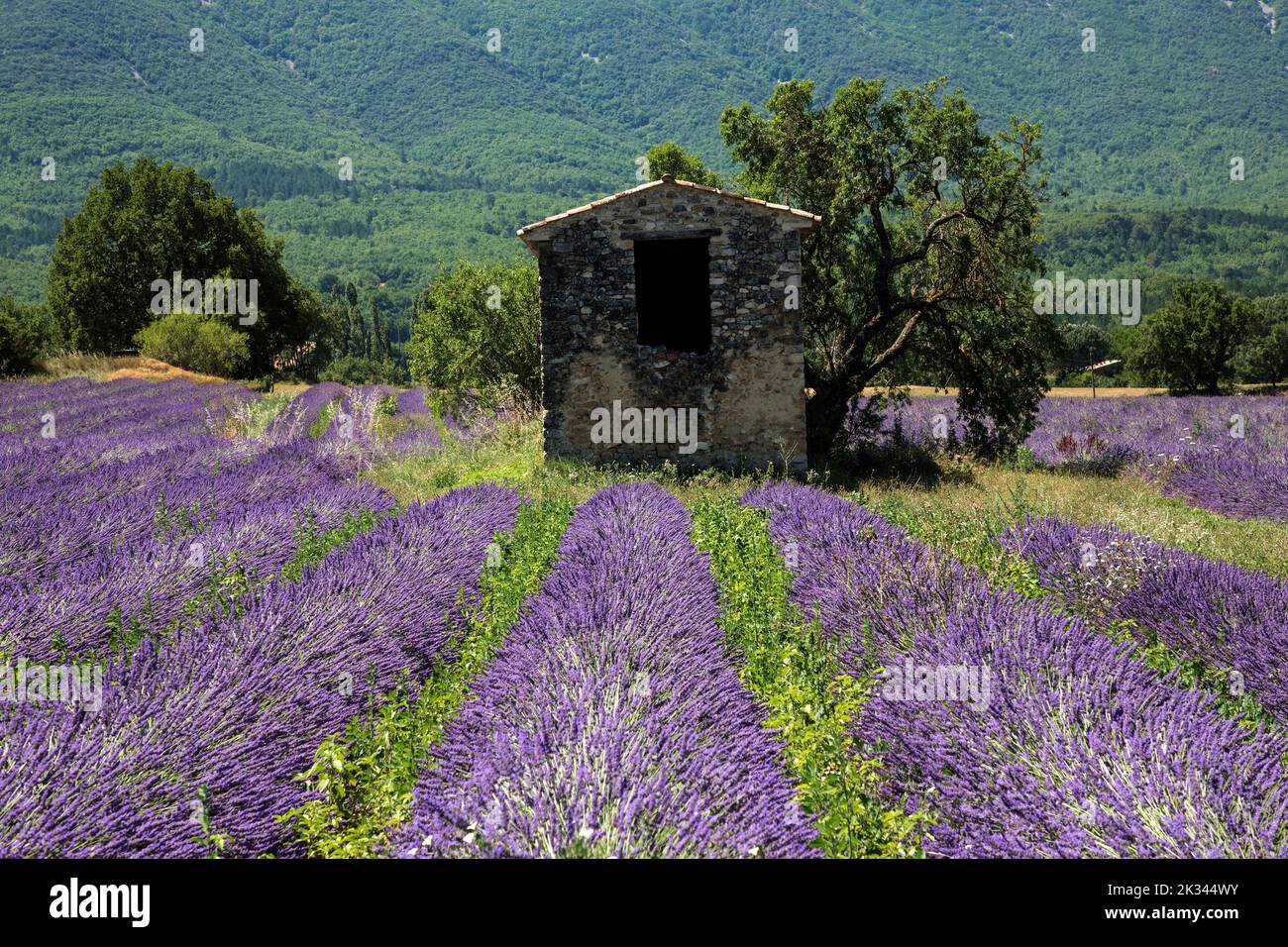 Old stone house with tree in lavender field, flowering true lavender ...