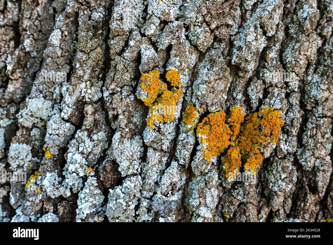Tree bark lichen nature hi-res stock photography and images - Alamy