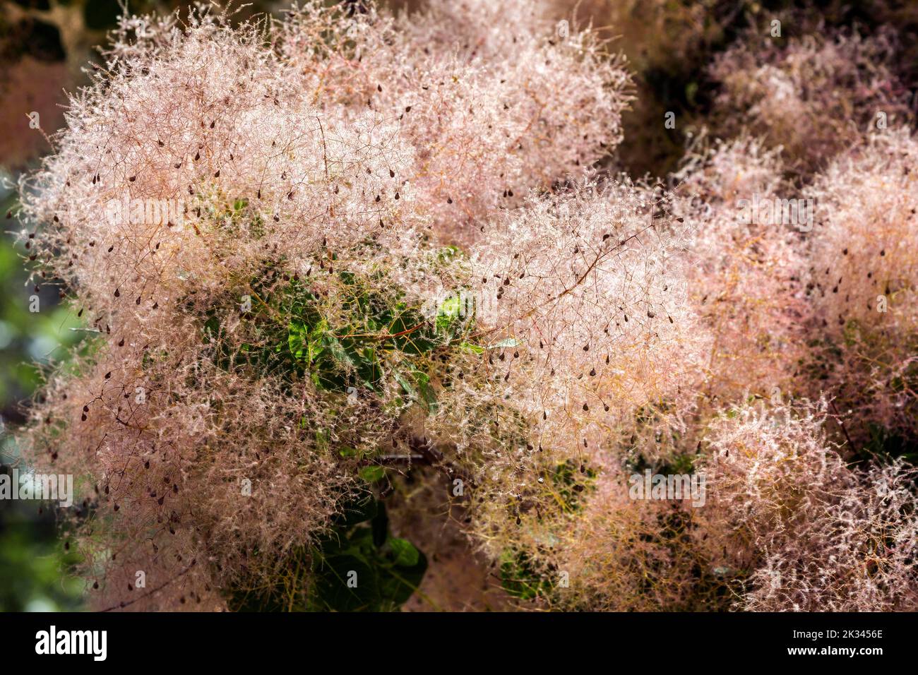 Wig bush (Cotinus coggygria), Verdon Gorge, Provence, France Stock ...