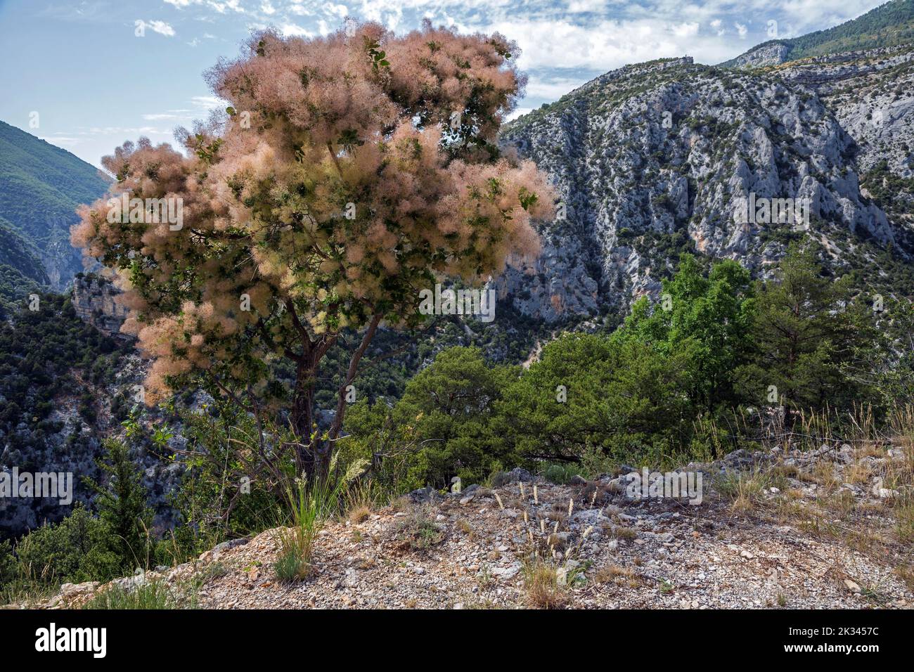 Wig bush (Cotinus coggygria), Verdon Gorge, Provence, France Stock ...