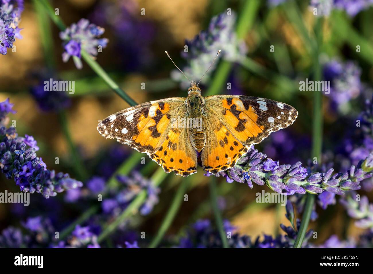 Painted lady (Vanessa cardui), on lavender flower, Provence, France ...
