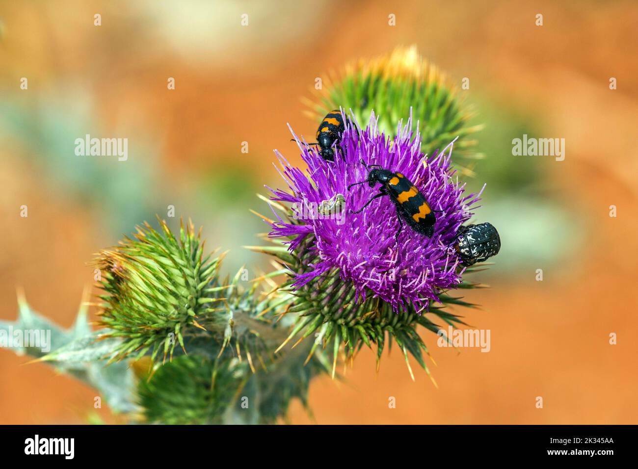 Common bee beetle (Trichodes apiarius), sitting on flowering thistle ...