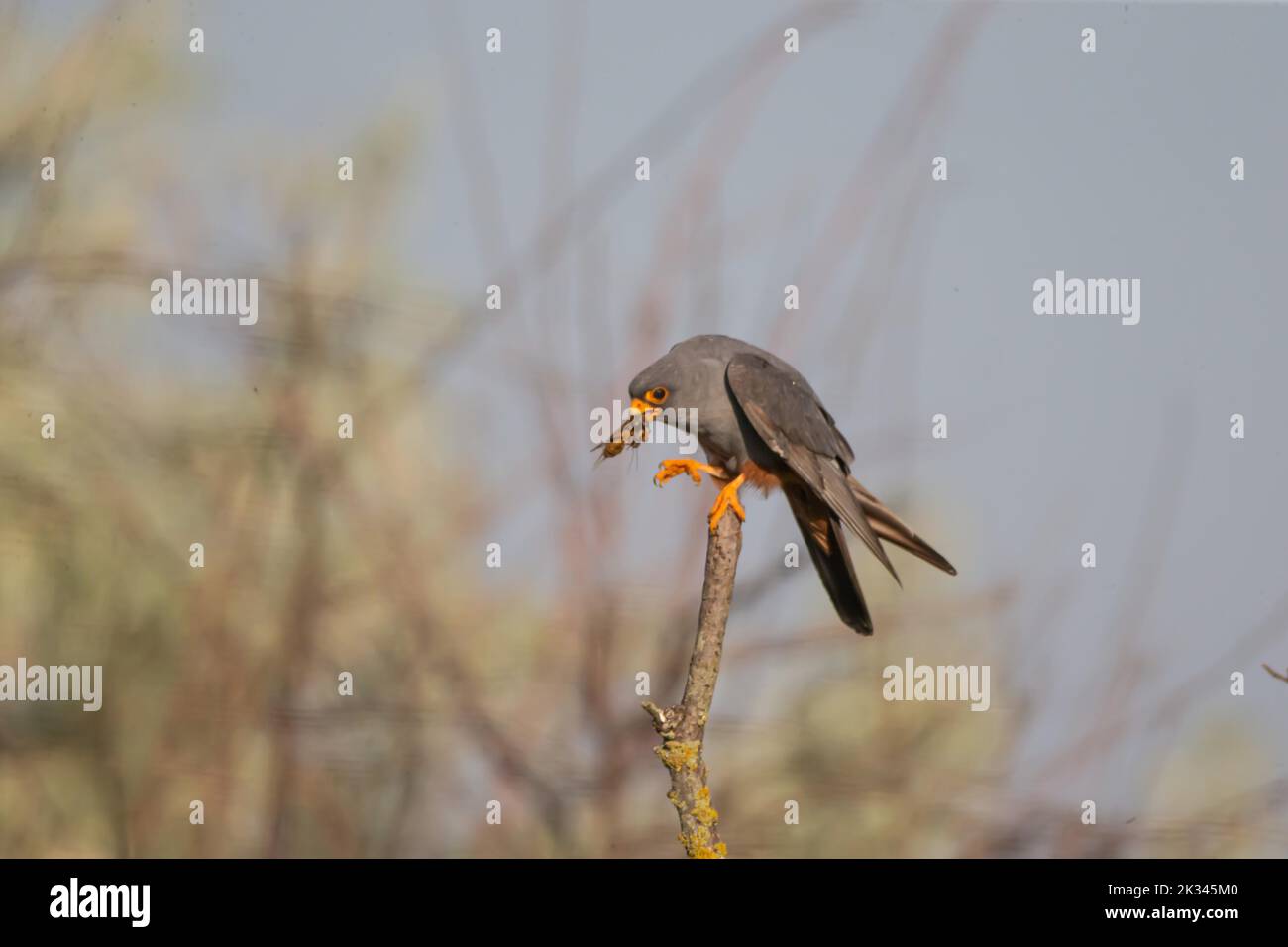 Red footed falcon feeding hi-res stock photography and images - Alamy