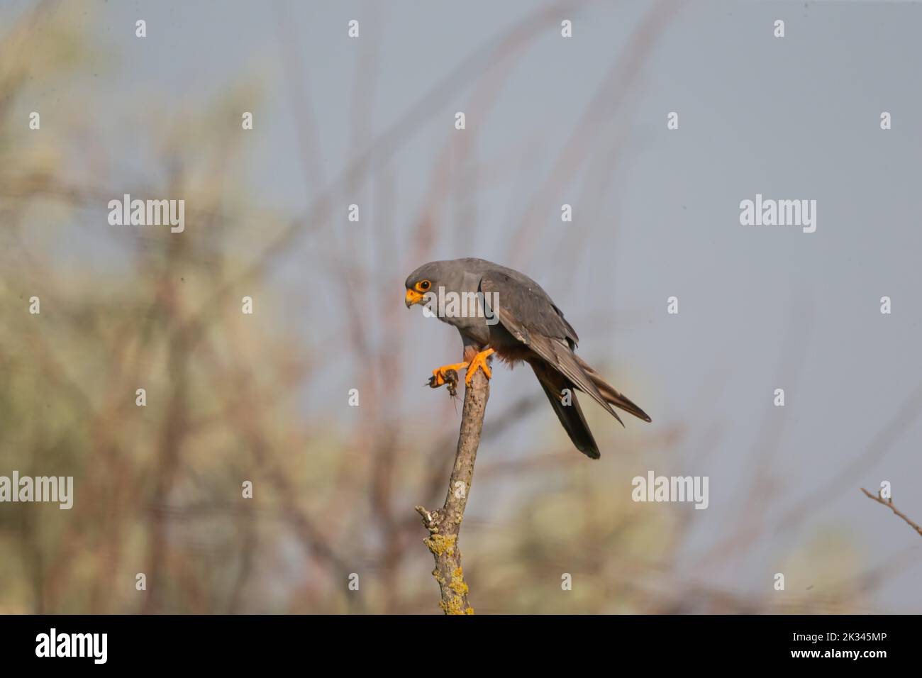 Red footed falcon feeding hi-res stock photography and images - Alamy