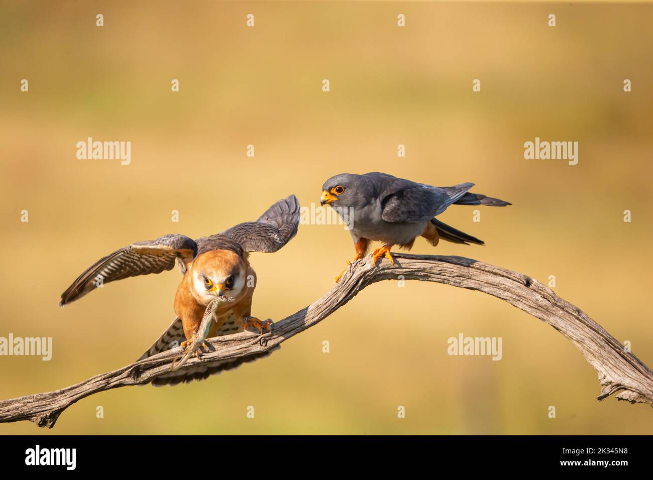 Red footed falcon feeding hi-res stock photography and images - Alamy