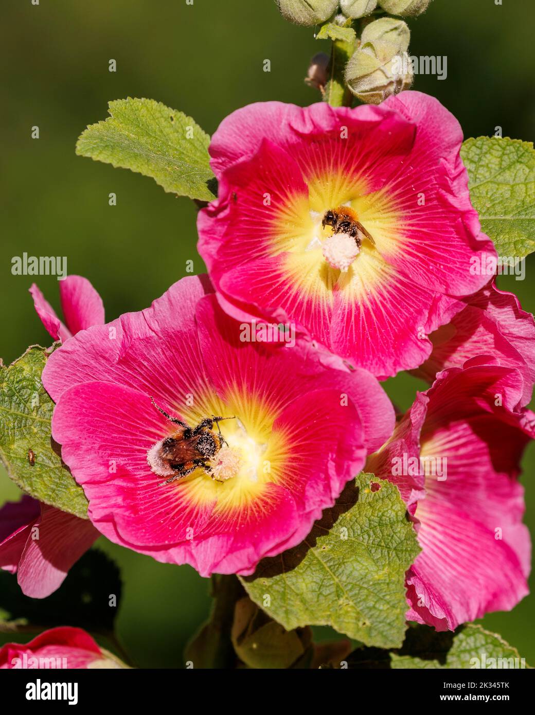 Common hollyhock (Alcea rosea), Germany Stock Photo - Alamy