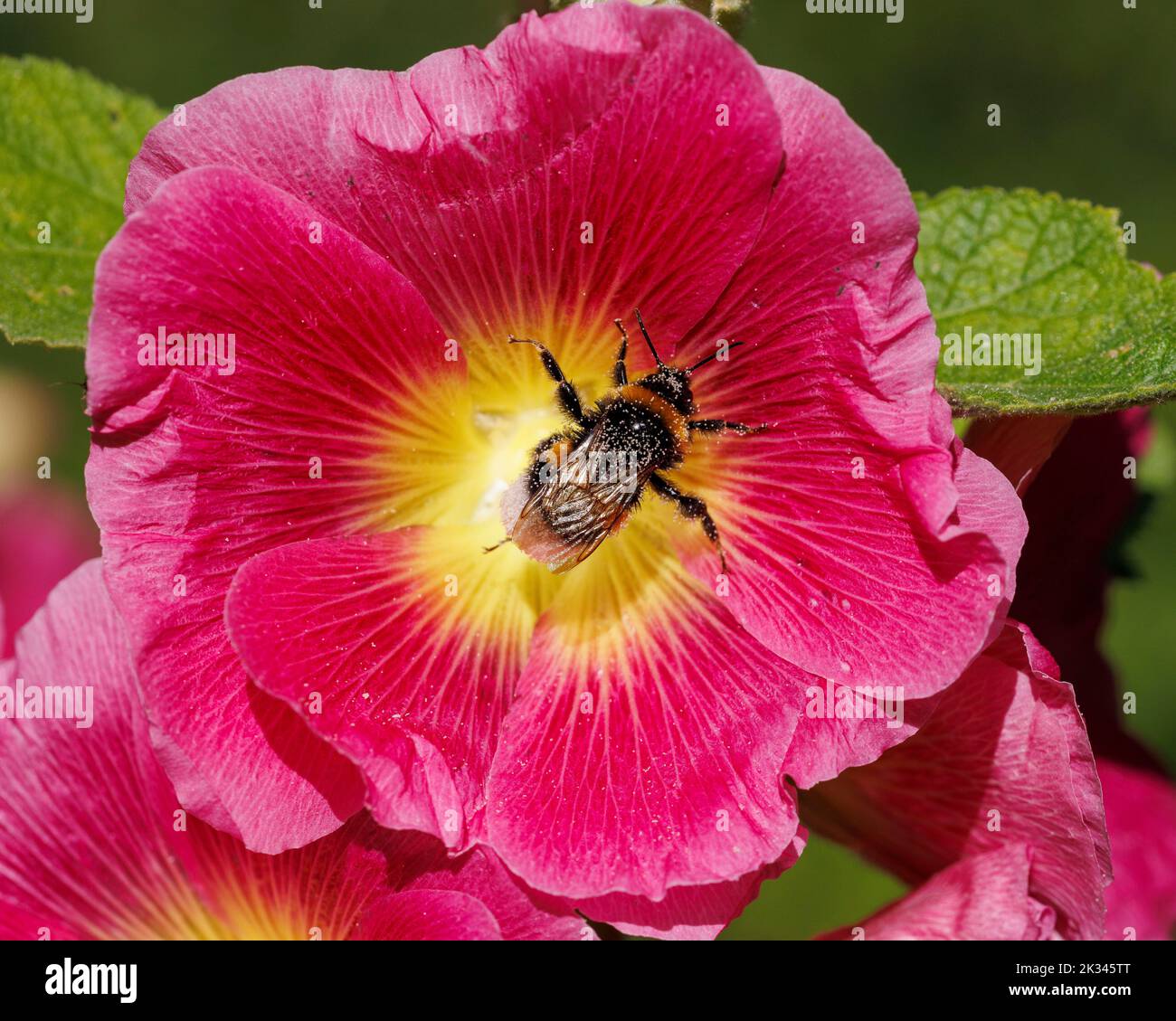 Common hollyhock (Alcea rosea), Germany Stock Photo - Alamy
