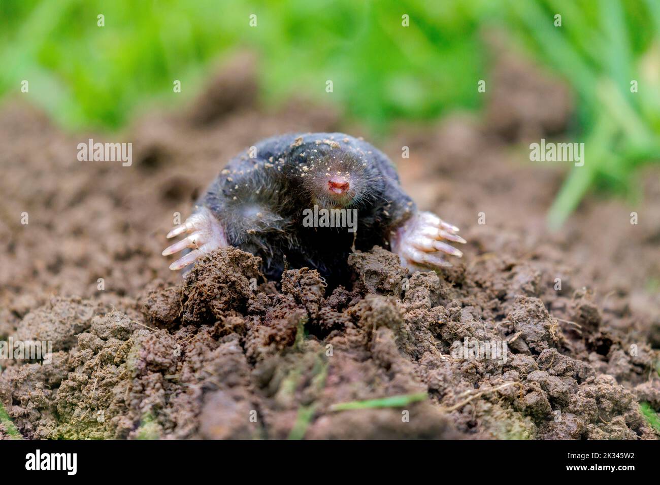 Molé hi-res stock photography and images - Alamy