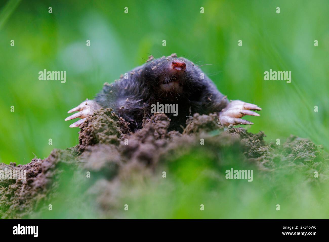 Mole insectivore hi-res stock photography and images - Alamy
