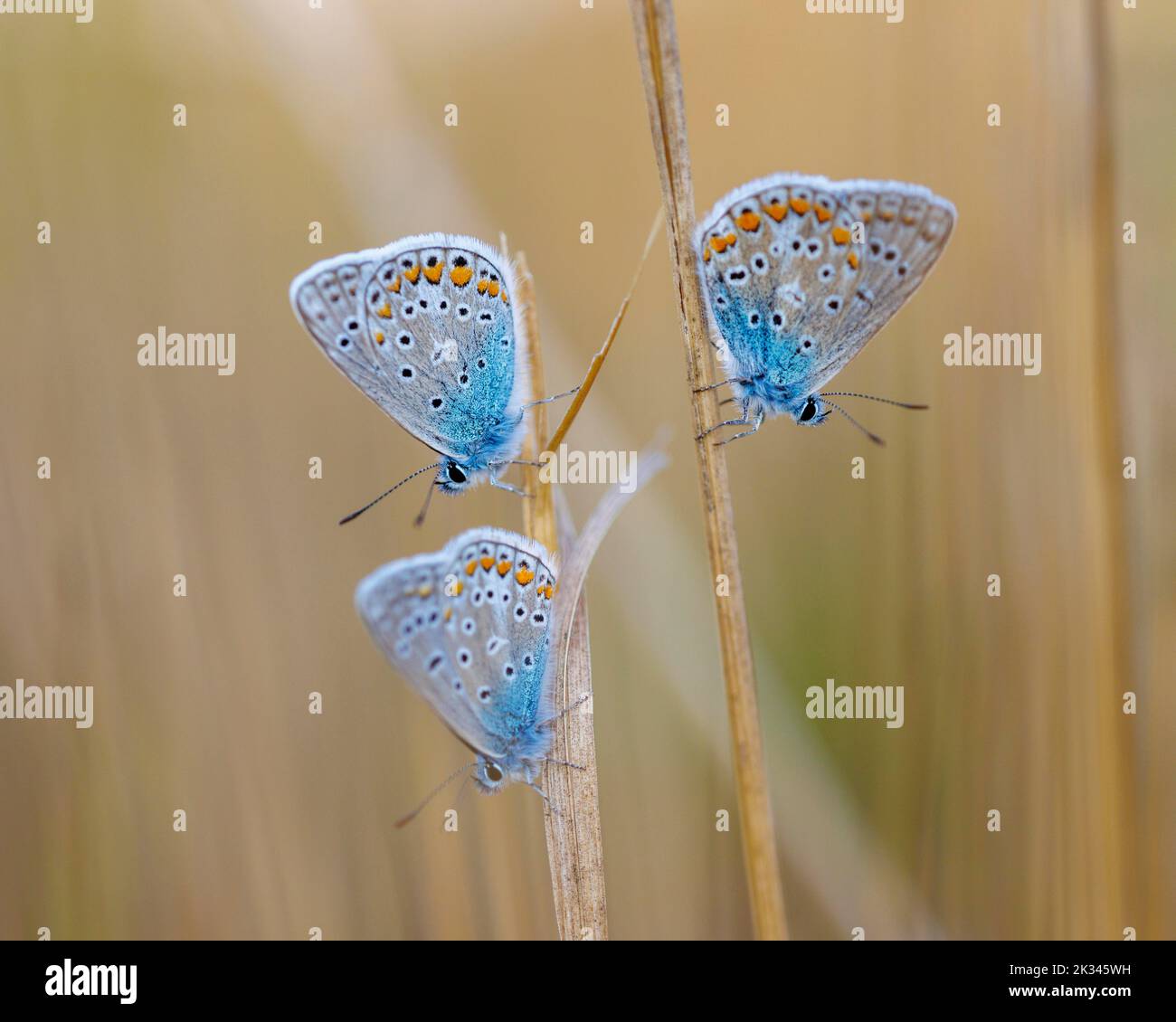 Common blue butterfly (Polyommatus icarus), Germany Stock Photo - Alamy