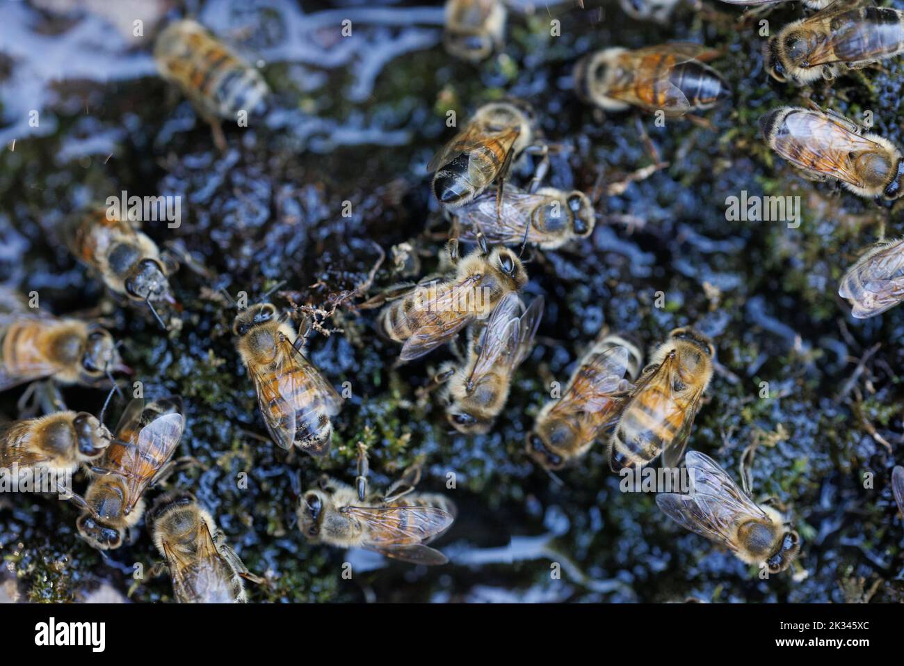 Honey bees (Apis mellifera), Germany Stock Photo - Alamy