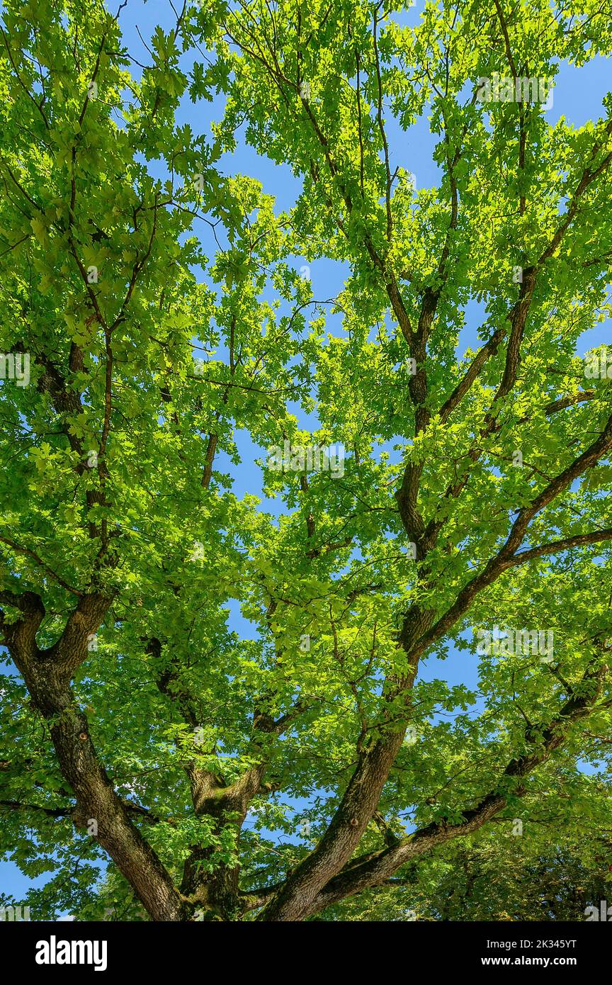 Oak tree (Quercus), backlit, Allgaeu, Bavaria, Germany Stock Photo - Alamy