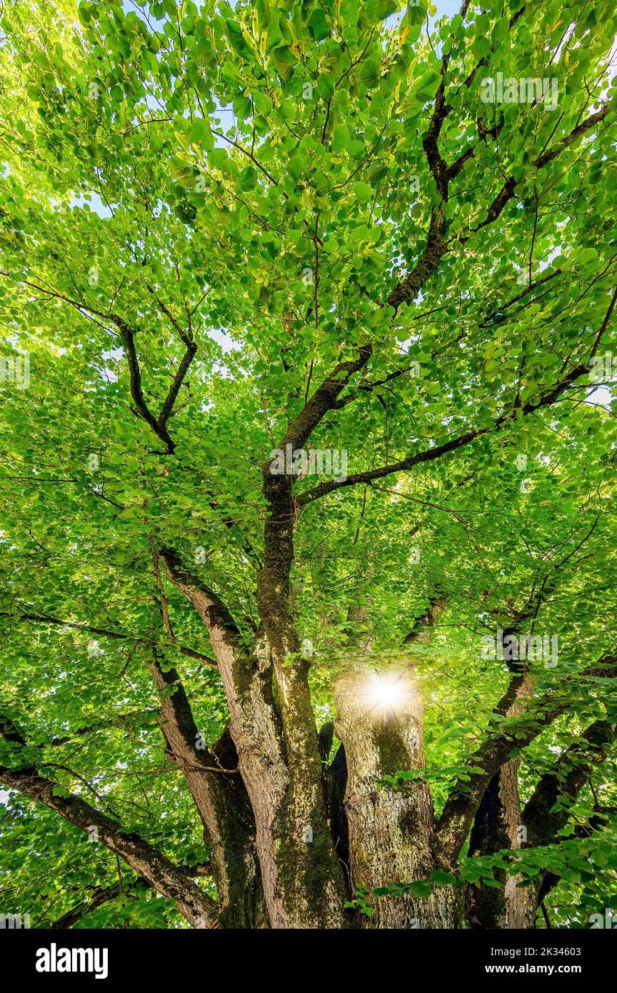 Linden tree (Tilia), backlit, Allgaeu, Bavaria, Germany Stock Photo - Alamy