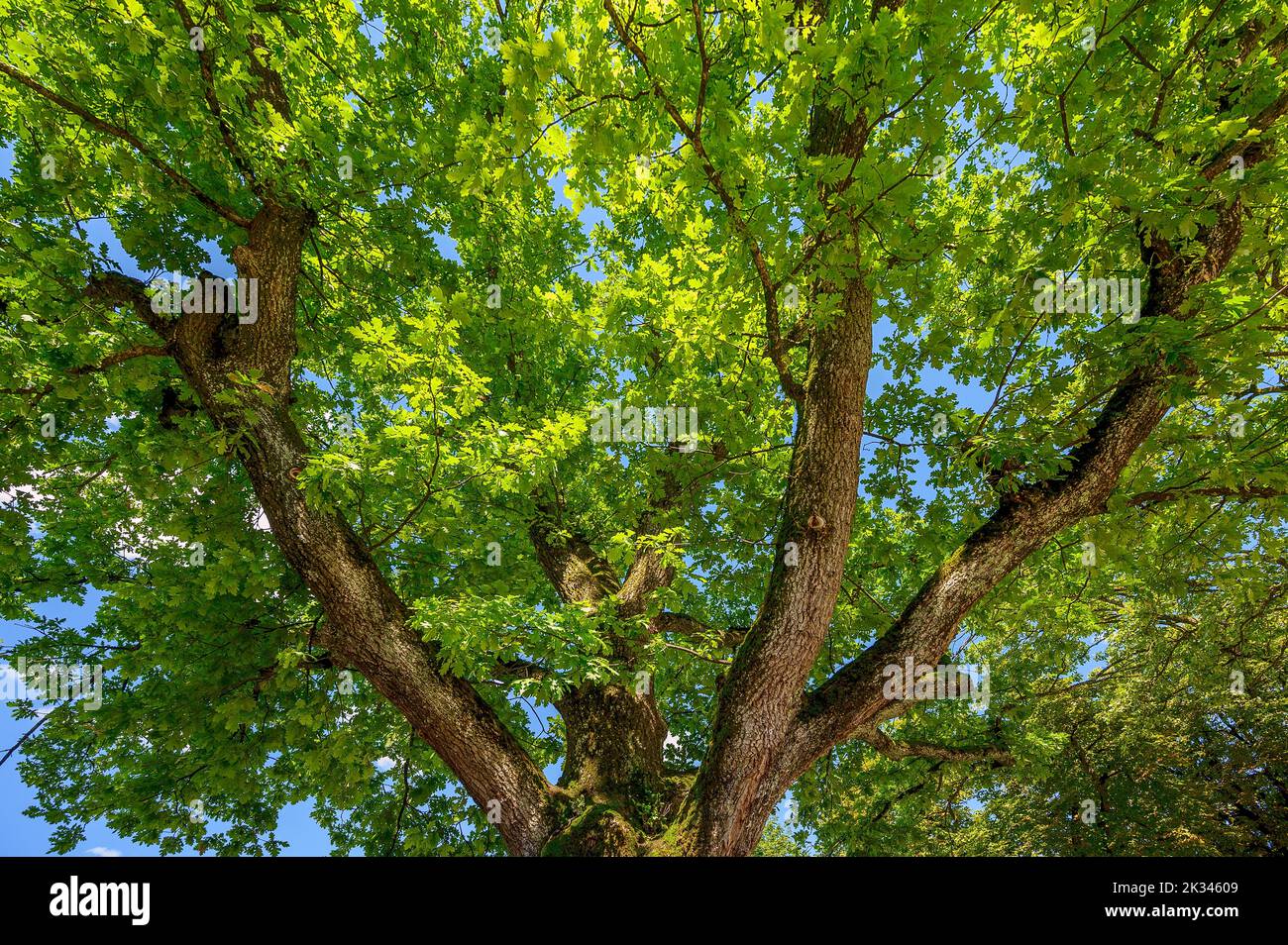 Oak tree (Quercus), backlit, Allgaeu, Bavaria, Germany Stock Photo - Alamy