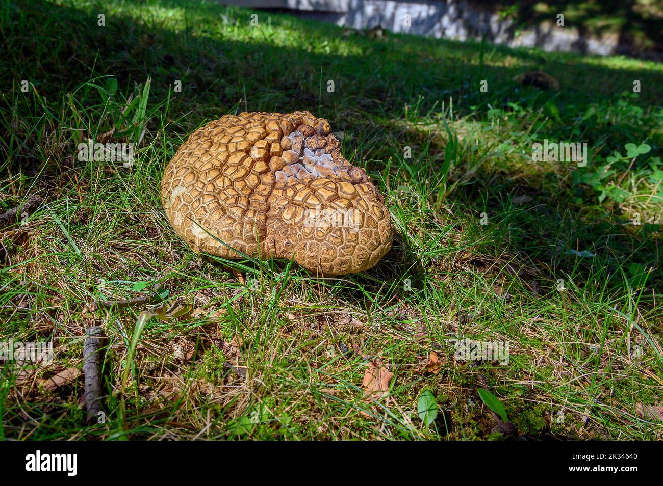 Common earthball (Scleroderma citrinum), Allgaeu, Bavaria, Germany ...