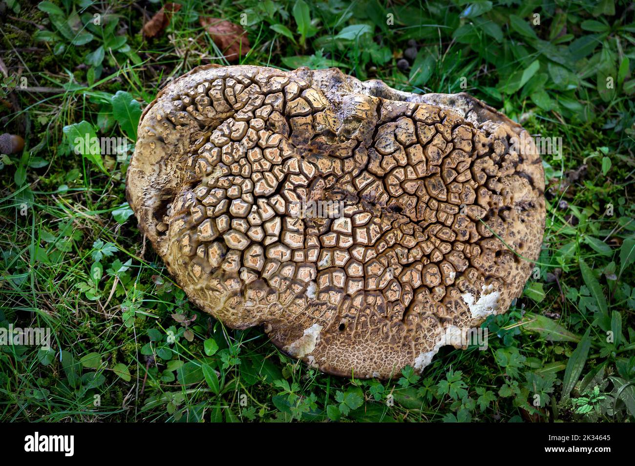 Common earthball (Scleroderma citrinum), Allgaeu, Bavaria, Germany ...