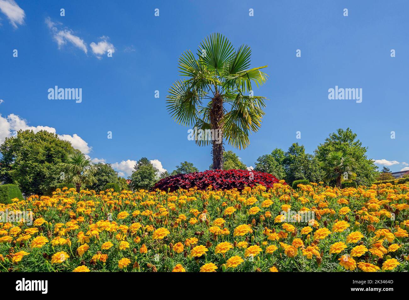 Courtyard with palm tree hi-res stock photography and images - Alamy