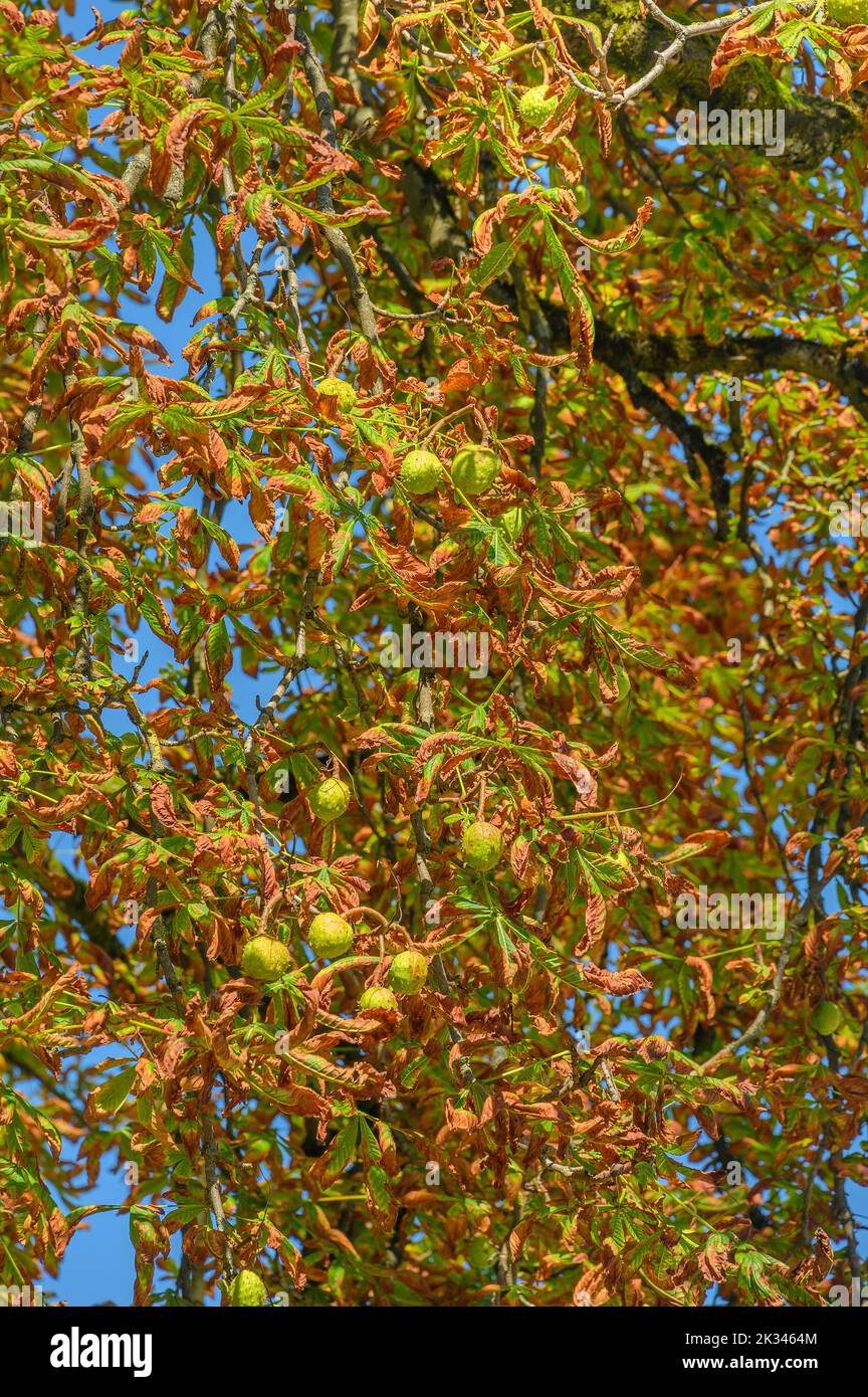 Tree of the sick hi-res stock photography and images - Alamy