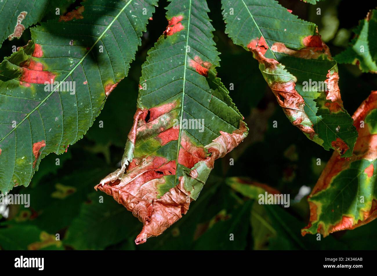 Sick leaves of horse chestnut (Aesculus), Allgaeu, Bavaria, Germany ...