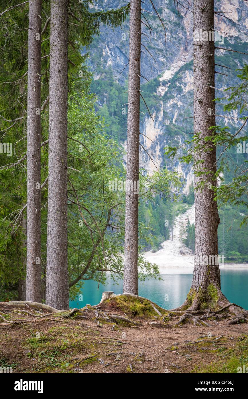 Coniferous trees at Lake Prags Lake, mountain lake, detail, Lake Prags ...
