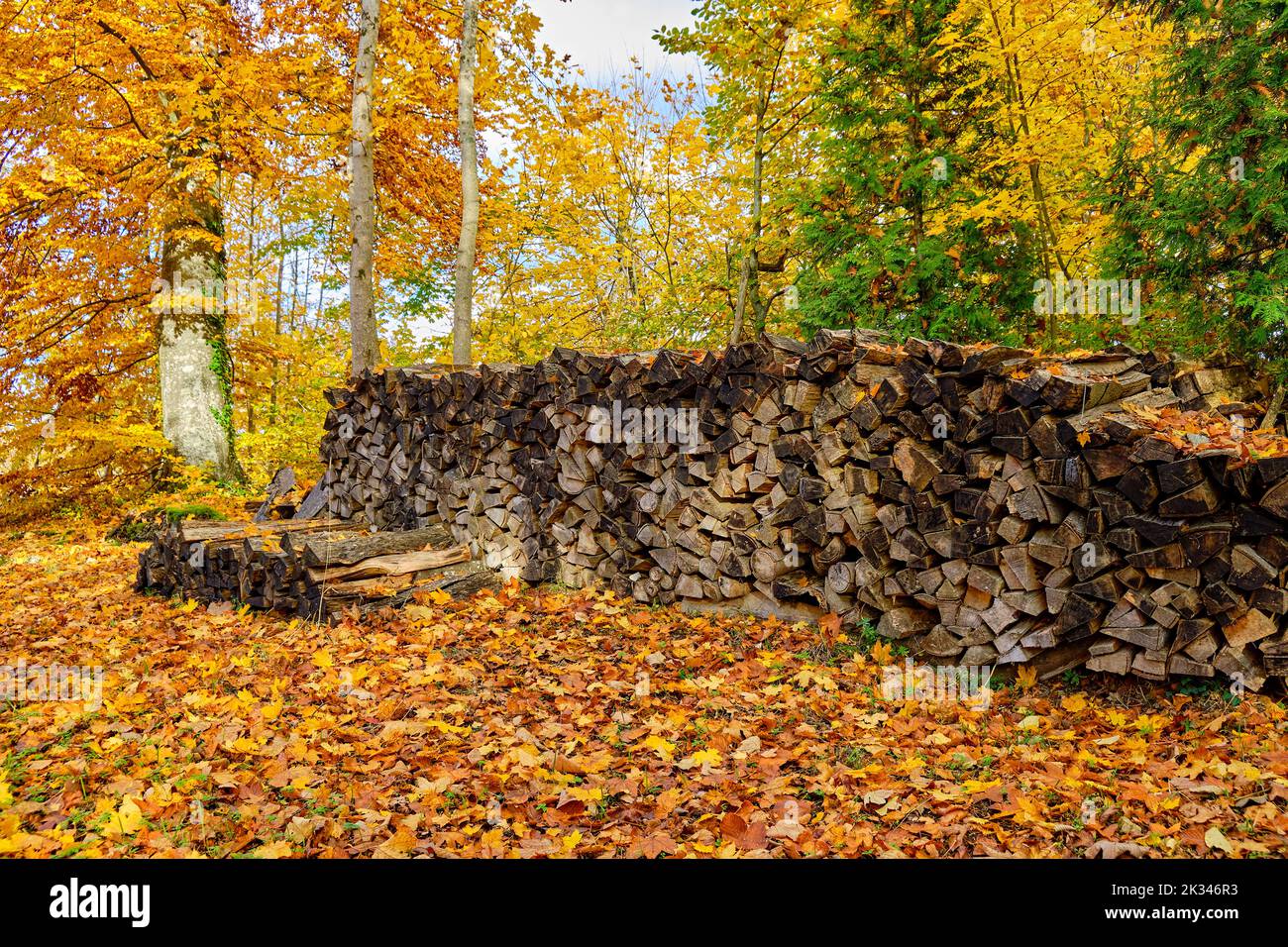 Firewood stack under trees in the forest in autumn Stock Photo - Alamy