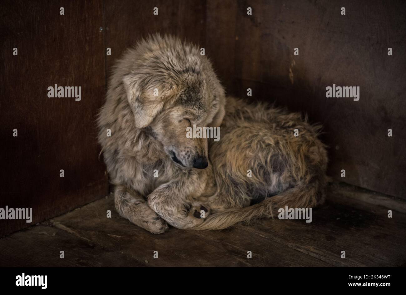 An old, scruffy, tired dog, falling asleep in a corner Stock Photo - Alamy