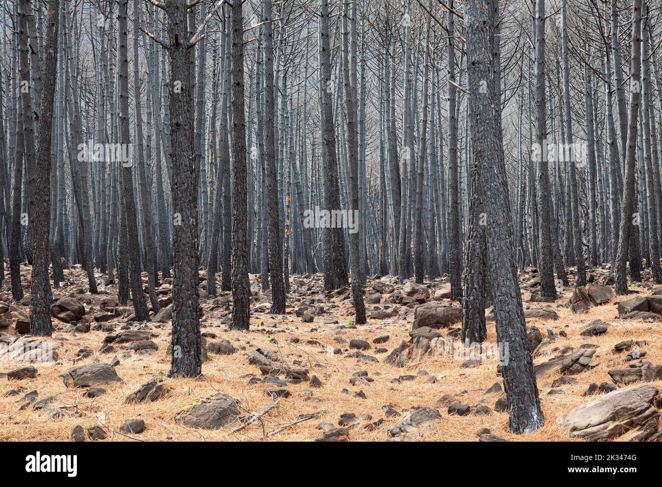 Burned Stone or Umbrella Pines (Pinus pinea) after a forest fire ...