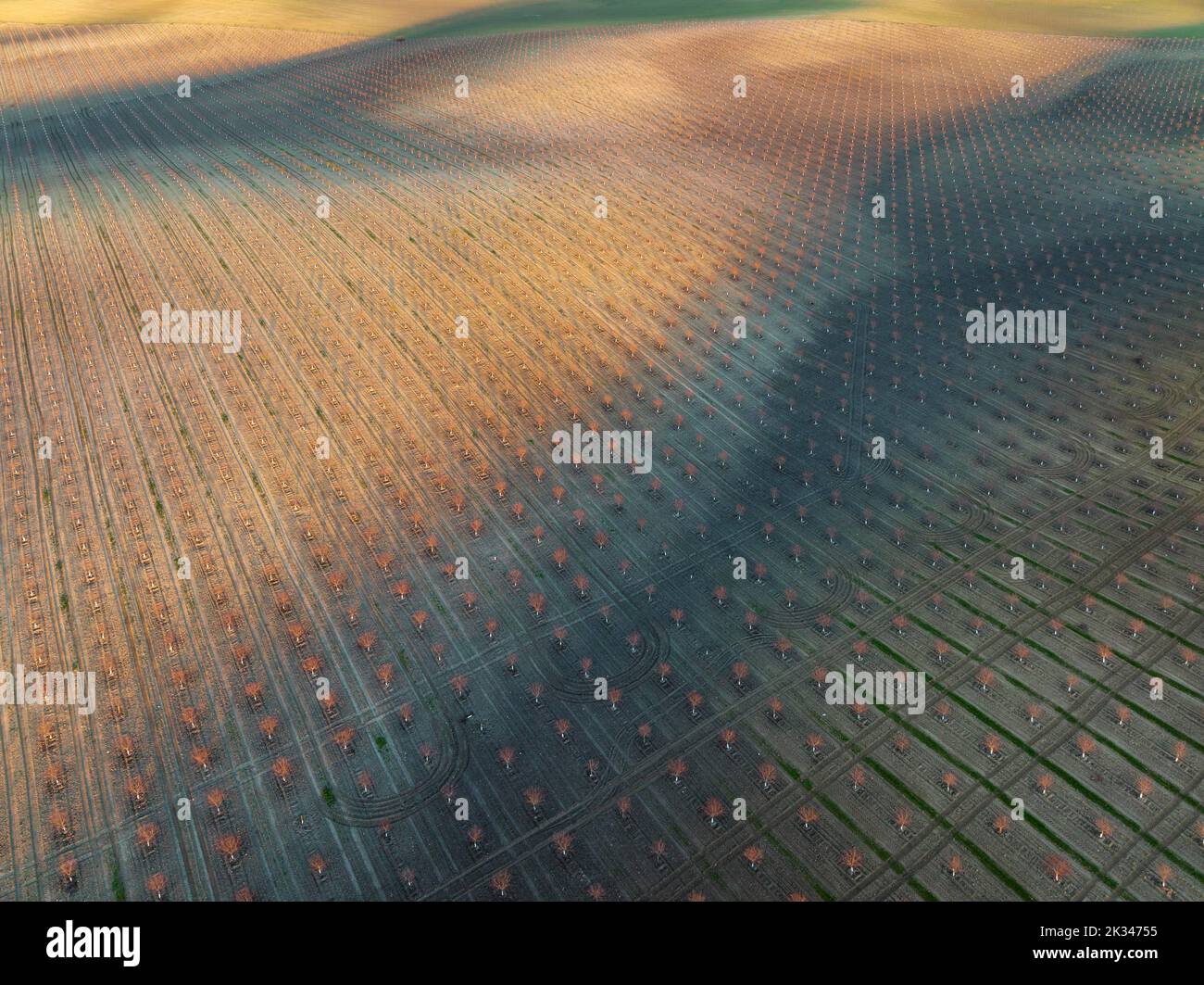 Cultivated young Almond Trees (Prunus dulcis) in the Campina Cordobesa ...