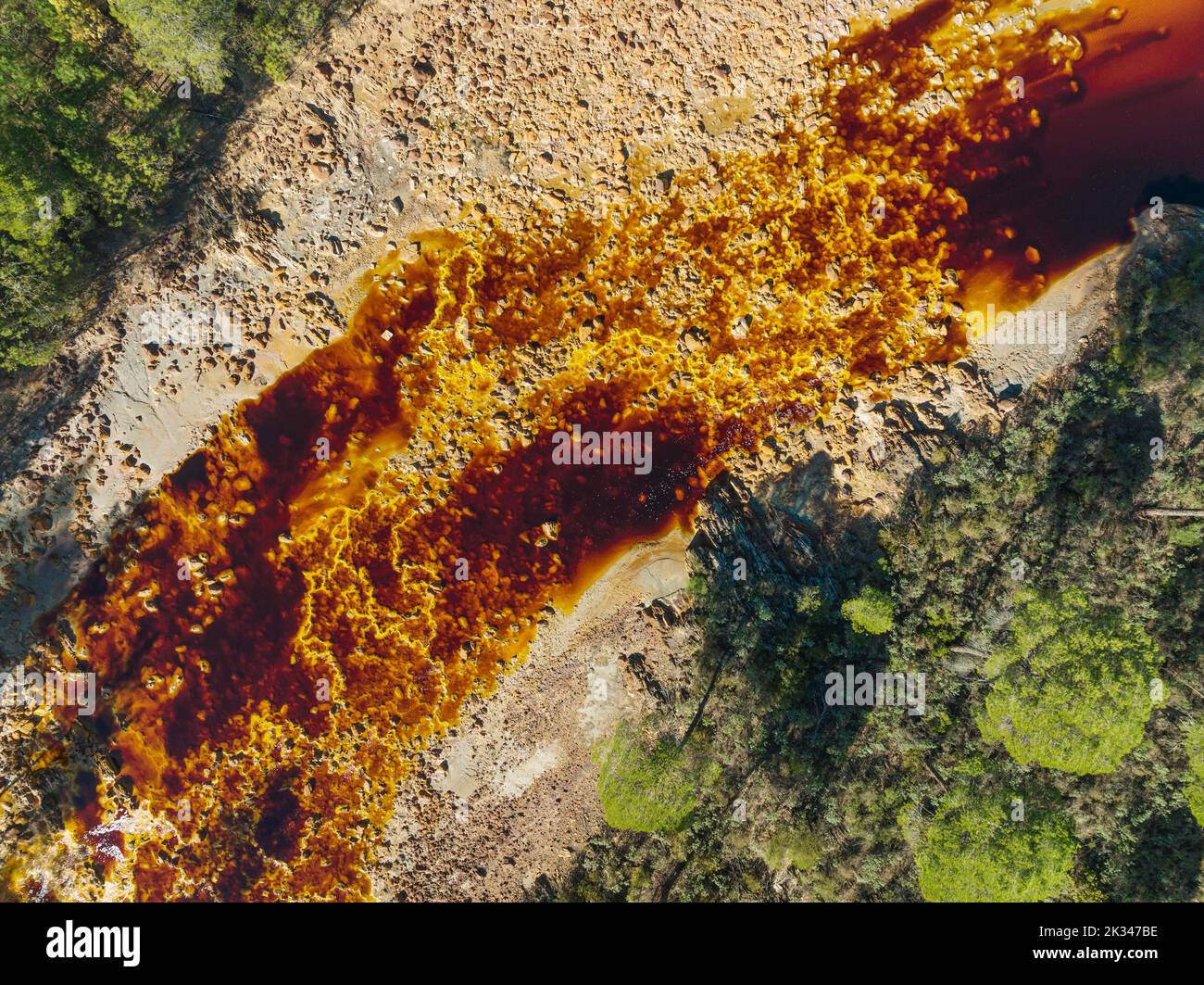 The Rio Tinto (Red river) flowing through a forest of Stone or Umbrella ...