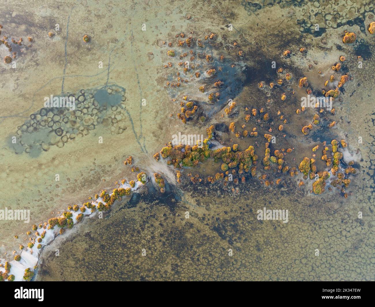 Conspicuous patterns at the bottom of the shallow lagoon Salinas de ...