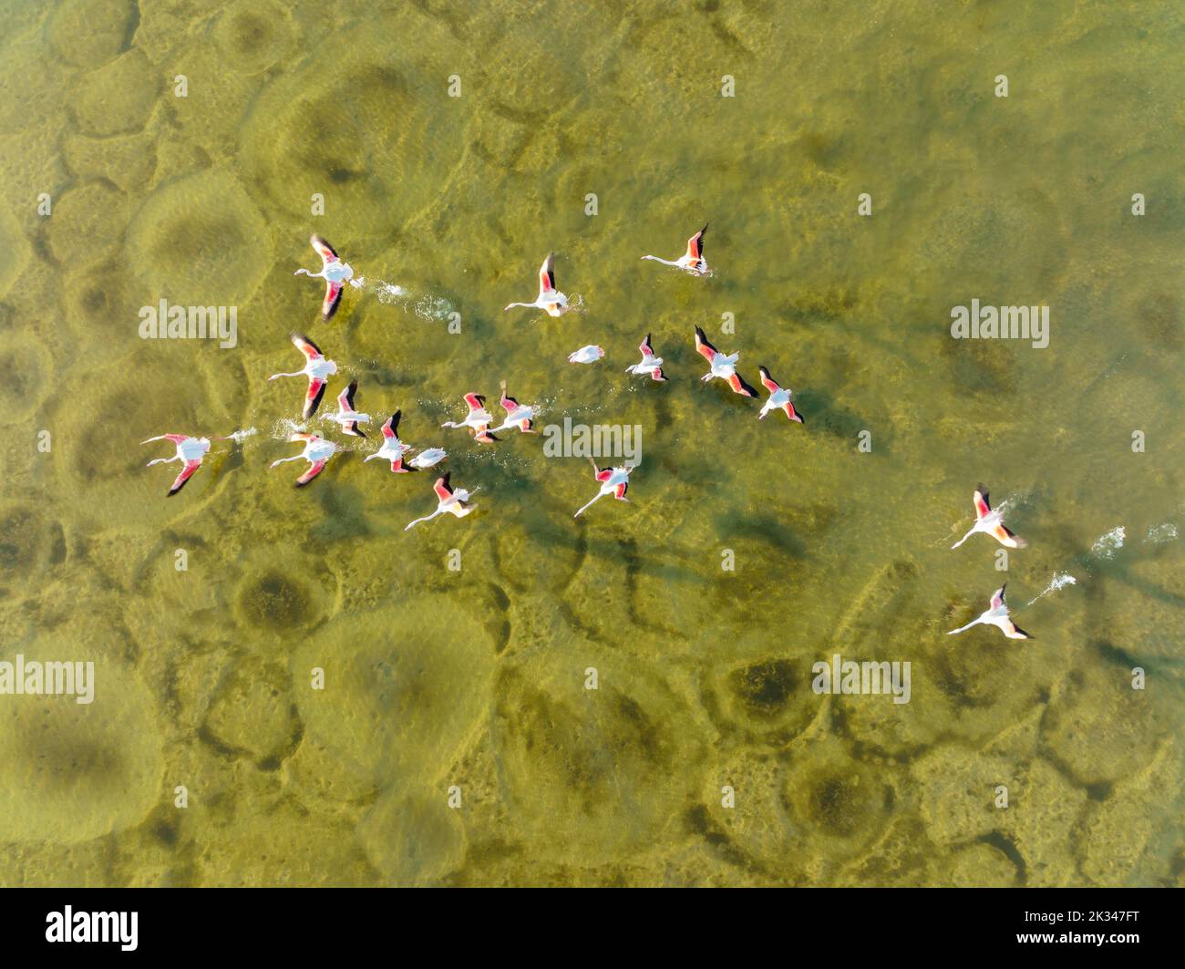 Greater Flamingo (Phoenicopterus roseus), taking off at the shallow ...